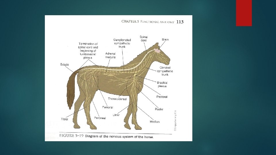 The horses nervous system objectives Label a diagram