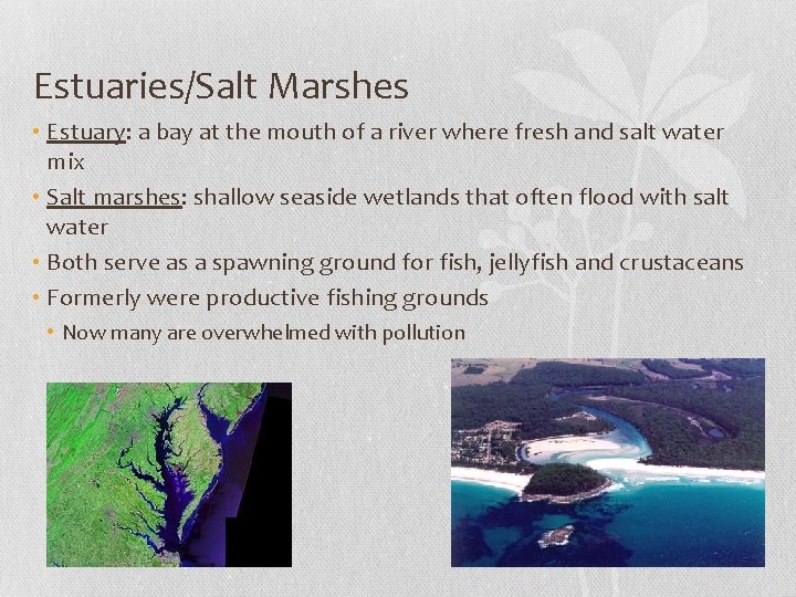 ECOSYSTEMS OF EARTH Terrestrial biomes Marine ecosystems and