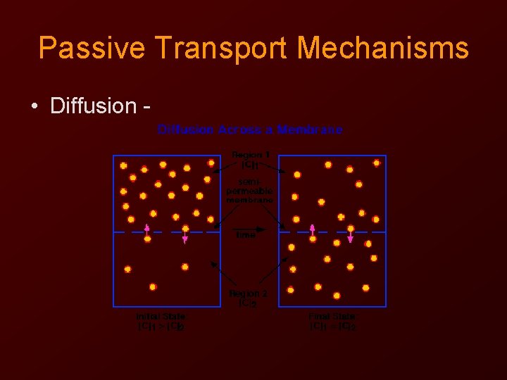 Cell Membrane and Transport Mechanism Cell Membrane Fluid