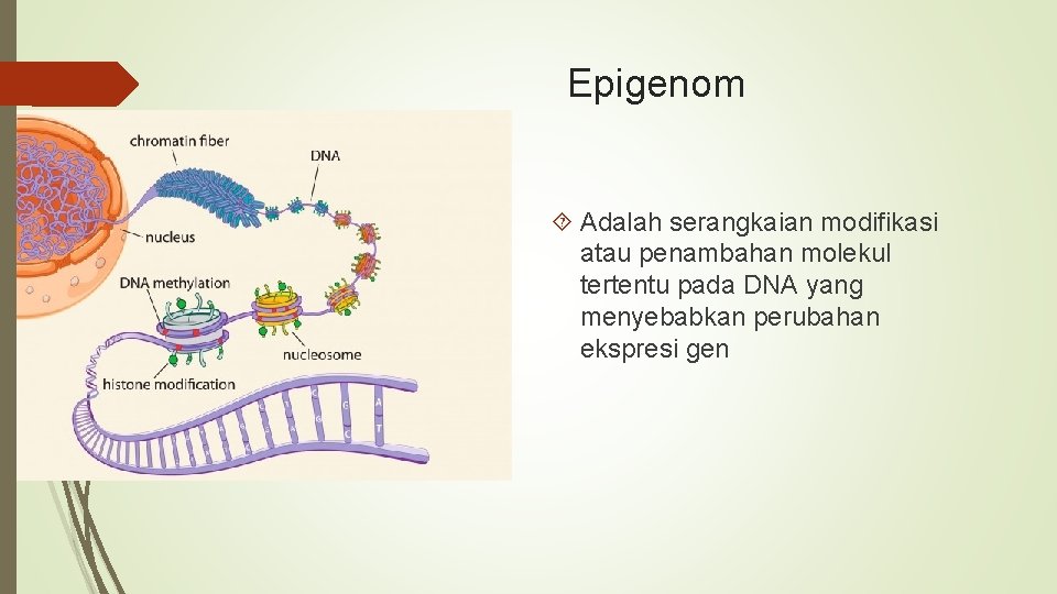 Pertemuan 2 EPIGENOME Dr Henny Saraswati M Biomed