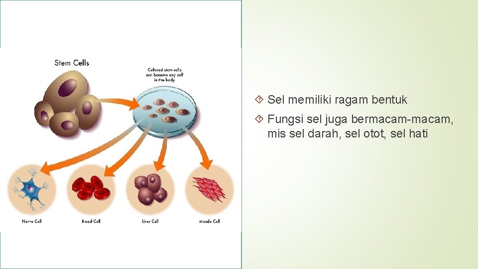 Pertemuan 2 EPIGENOME Dr Henny Saraswati M Biomed