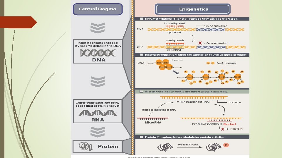 Pertemuan 2 EPIGENOME Dr Henny Saraswati M Biomed