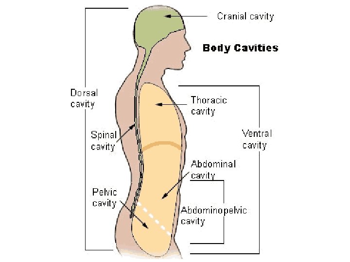 Organization of the Human Body APL 3 Body