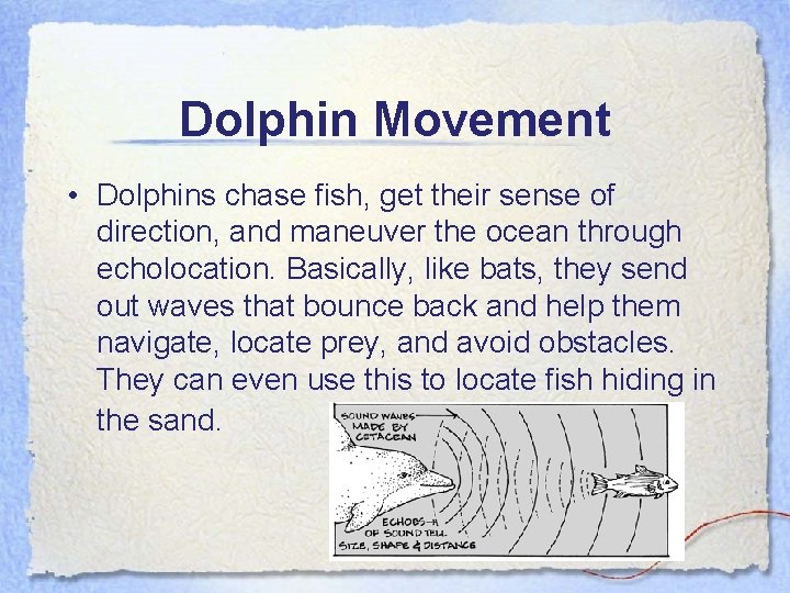 Dolphins The Oceans Acrobats Parts to a Dolphin