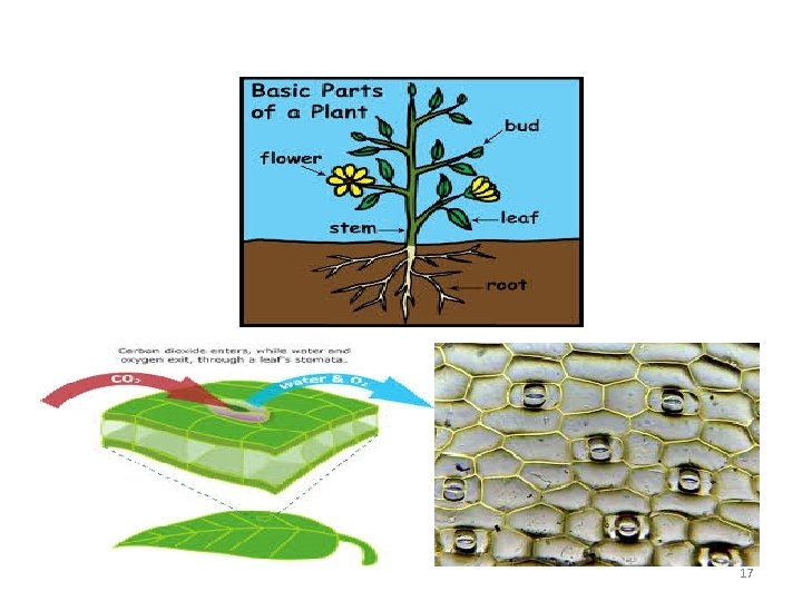 Plant Processes 1 Bell Ringer Silently write your