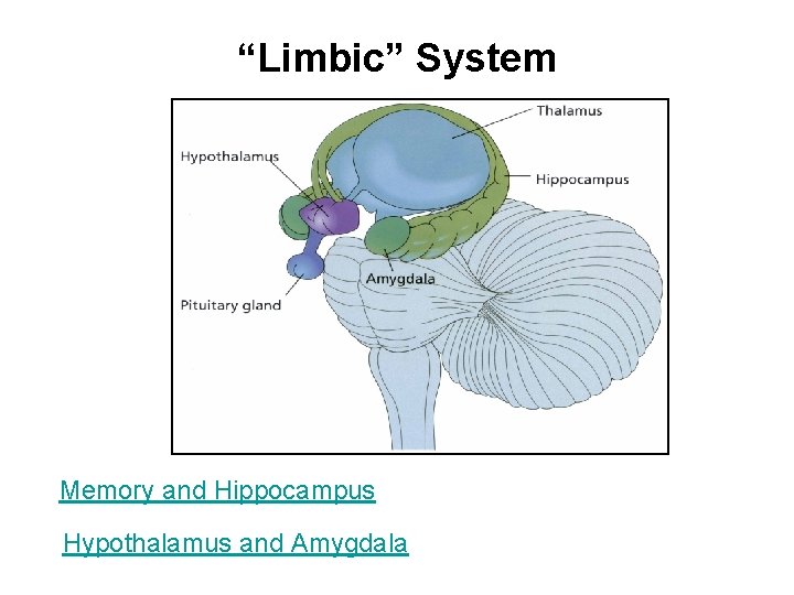 Major Structures of the Forebrain Limbic System Memory