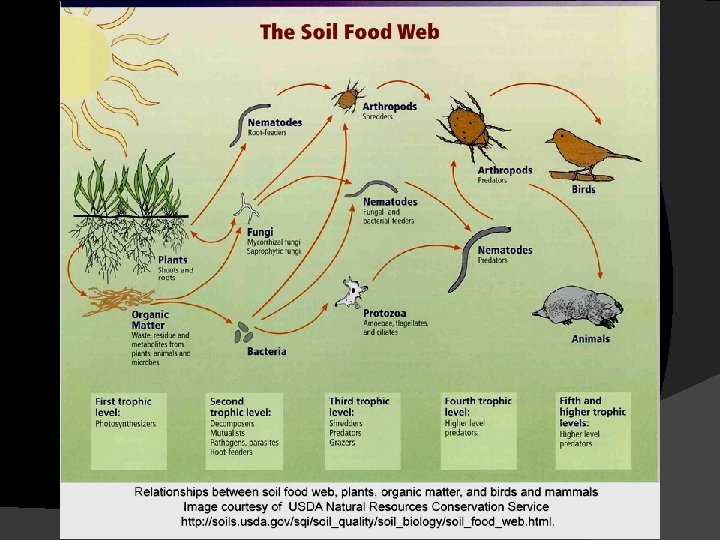 THE SCIENCE BEHIND SOIL CRITTERS But first a