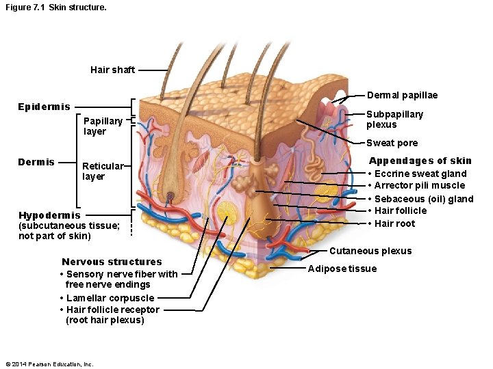 Figure 7 1 Skin structure Hair shaft Dermal