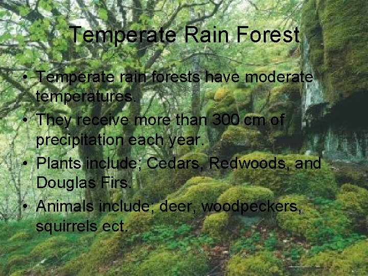 Biomes By Jon Wilson Temperate Rain Forest Temperate