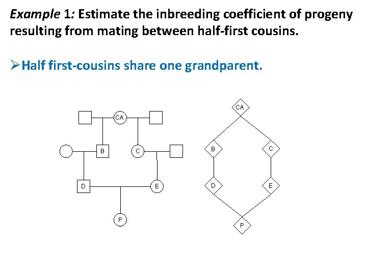 Lab 4 Inbreeding and Kinship Inbreeding Reduces heterozygosity
