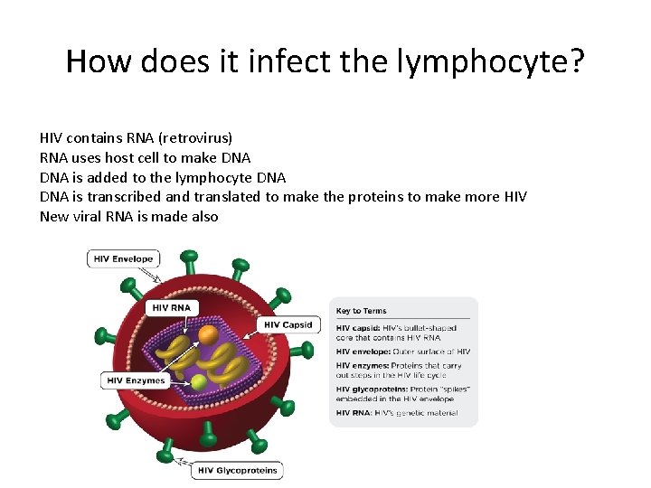 HIV and AIDS Distinguish between HIV and AIDS