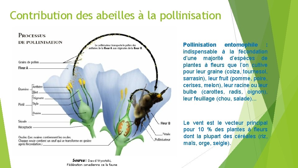 Effondrement des colonies dabeilles et alimentation Benoit Drijard