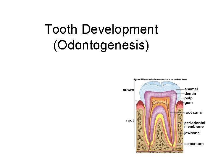 Tooth Development Odontogenesis Dentition Primary dentition develops during