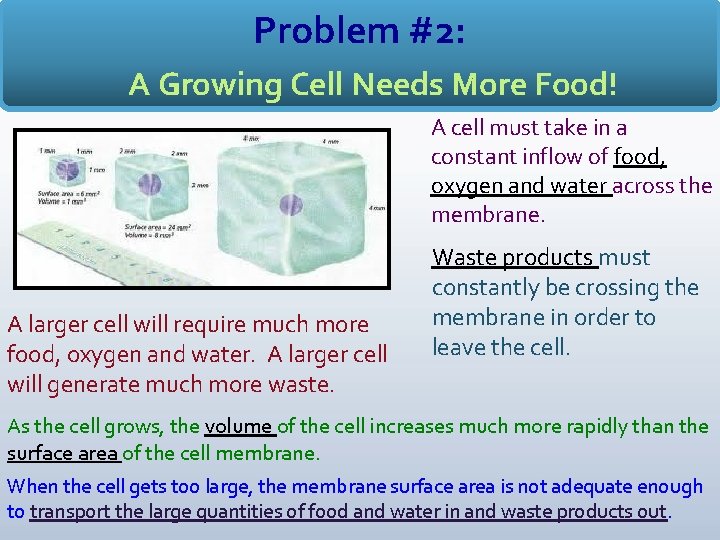 Amy Brown Science Stuff Why do cells divide