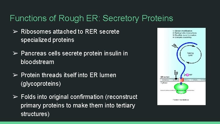 All Parts of The Endoplasmic Reticulum ER By