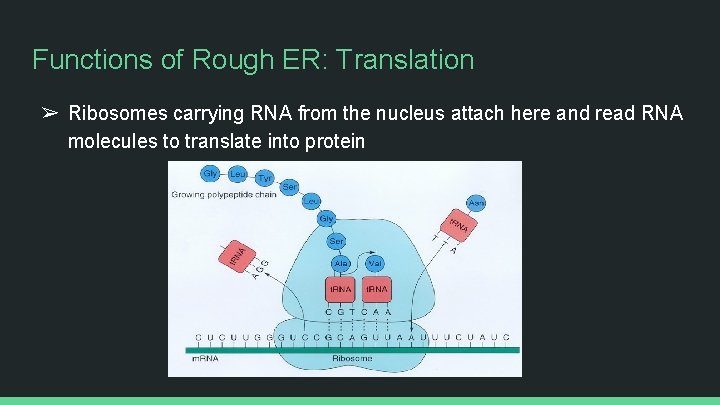 All Parts of The Endoplasmic Reticulum ER By