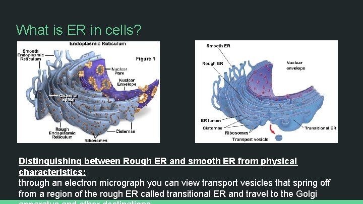 All Parts of The Endoplasmic Reticulum ER By