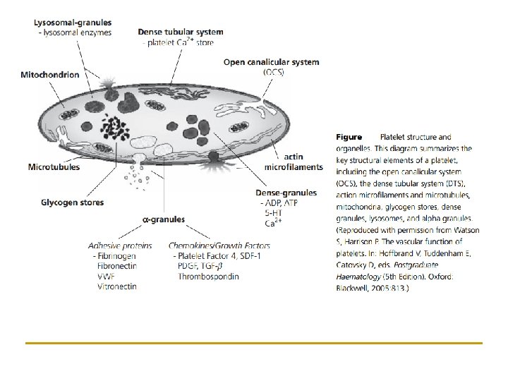 General Approach in Investigation of Haemostasis Lecture 1