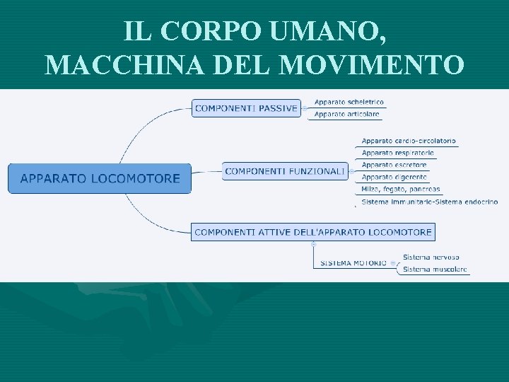 IL CORPO UMANO MACCHINA DEL MOVIMENTO Apparato Locomotore