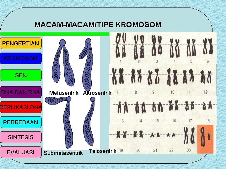 BAB III SUBSTANSI GENETIK PENGERTIAN KROMOSOM GEN DNA
