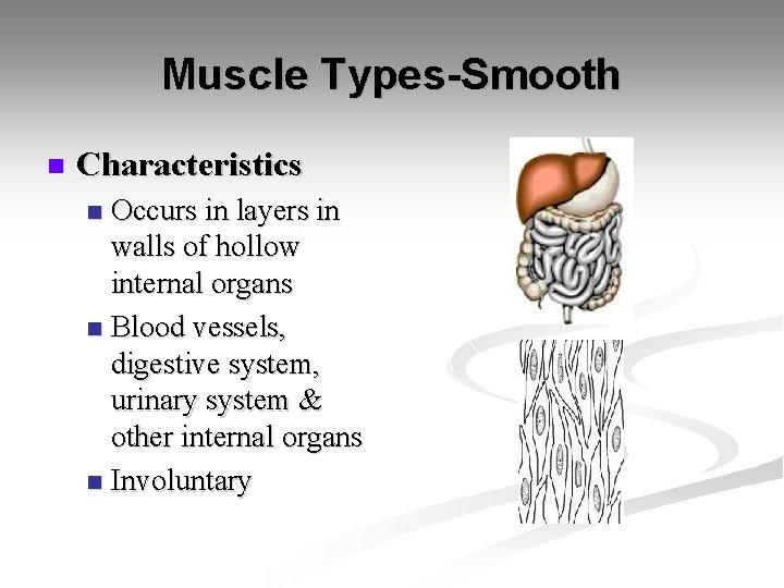 AnatomyMuscular System Muscle Types Characteristics Function Bellwork n
