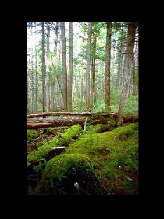 Forests of Western Washington Washingtons Climate Washingtons Biomes