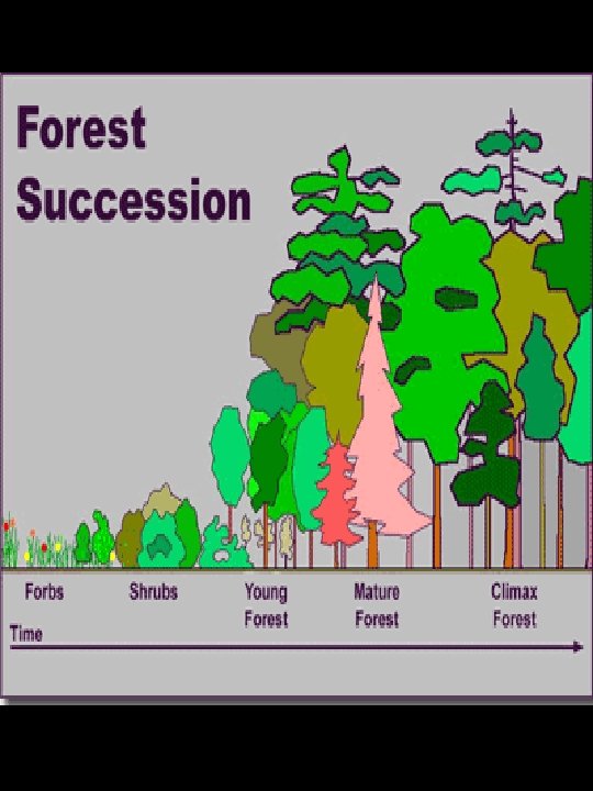 Forests of Western Washington Washingtons Climate Washingtons Biomes
