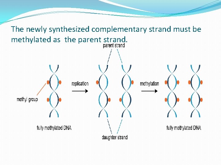Lecture 10 for molecular biology by Dr Sawsan