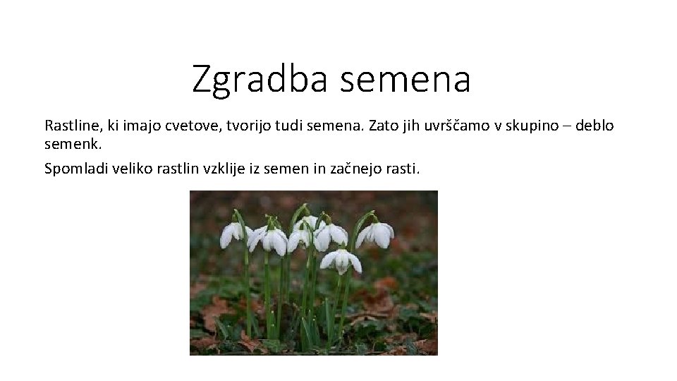 Zgradba semena Rastline ki imajo cvetove tvorijo tudi