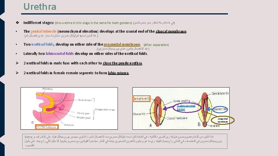 Development of The Urinary Bladder And Urethra 2