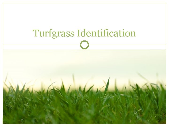 Turfgrass Identification Objectives Identify common varieties of turfgrass
