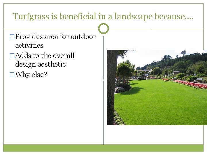 Turfgrass Identification Objectives Identify common varieties of turfgrass