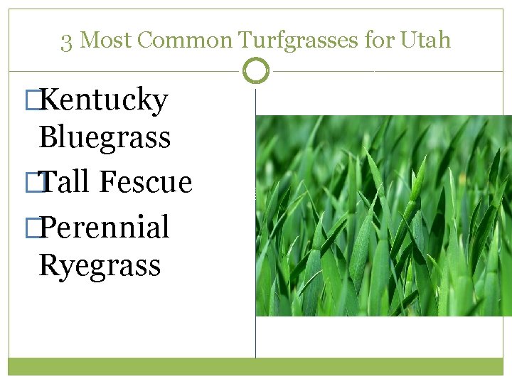 Turfgrass Identification Objectives Identify common varieties of turfgrass