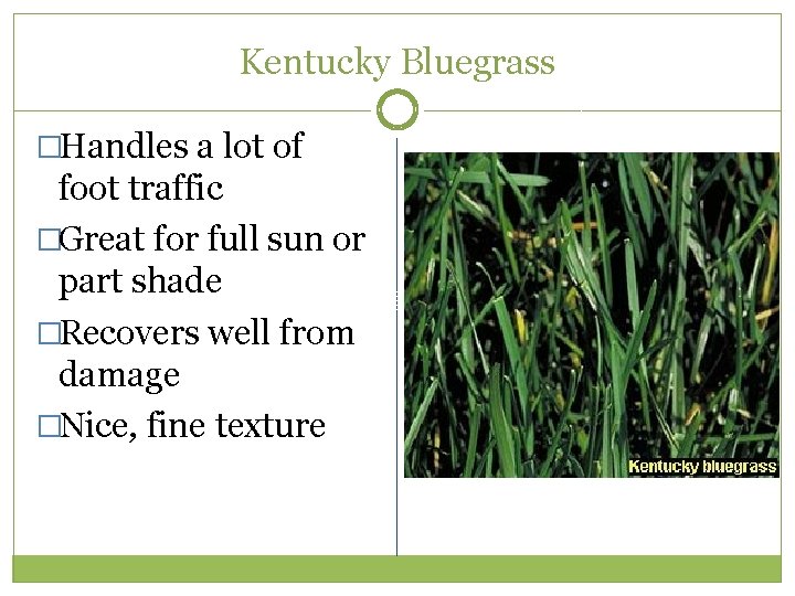 Turfgrass Identification Objectives Identify common varieties of turfgrass