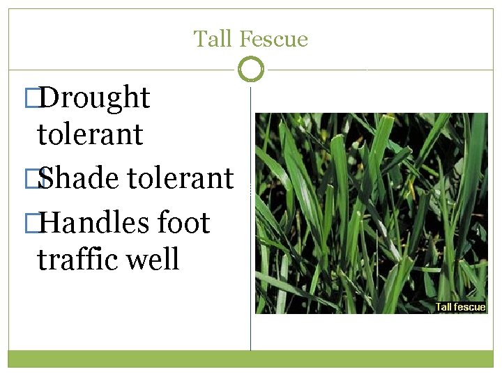 Turfgrass Identification Objectives Identify common varieties of turfgrass