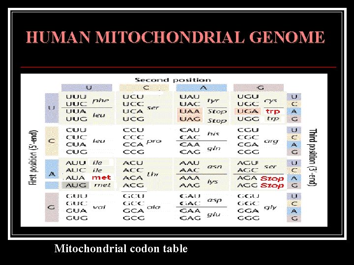 HUMAN GENOME HUMAN GENOME Gene density 1100 kb
