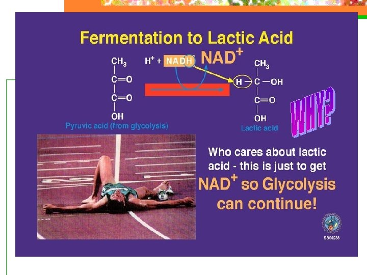 Cellular Respiration Fermentation Aerobic Cellular Respiration n The
