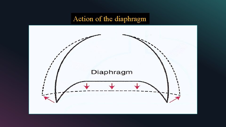 Mechanics of Respiration Dr Ahmad Faraz Assistant Professor