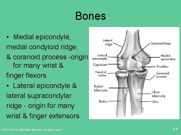 Chapter 7 The Wrist and Hand Joints Manual