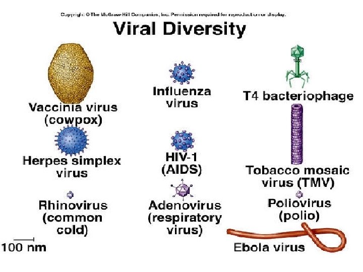 INFECTION CONTROL UNIT II Microorganisms NUR 312 TEAM