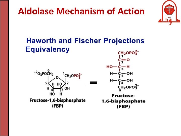 Glycolysis Dr Nesrin Mwafi Biochemistry Molecular Biology Department
