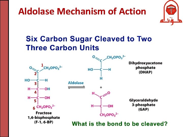 Glycolysis Dr Nesrin Mwafi Biochemistry Molecular Biology Department