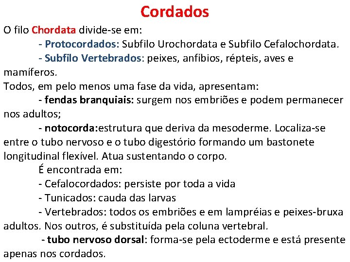 Cordados O filo Chordata dividese em Protocordados Subfilo