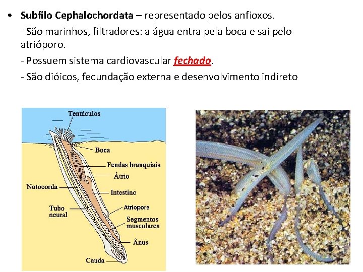 Cordados O filo Chordata dividese em Protocordados Subfilo