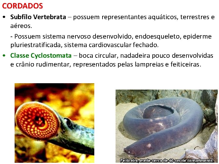 Cordados O filo Chordata dividese em Protocordados Subfilo