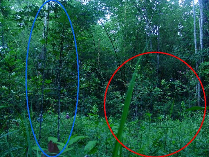 FIELD PERFORMANCE OF SHOREA CONTORTA VID ROOTED CUTTINGS