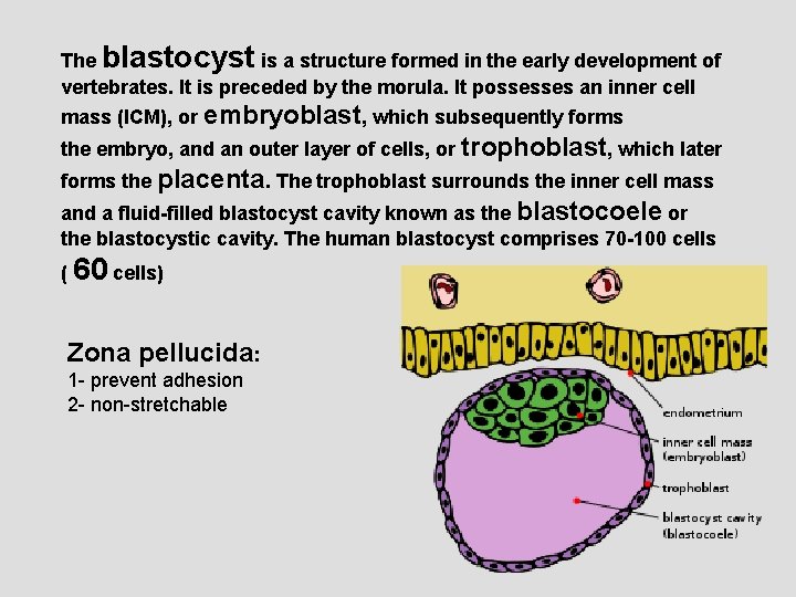 Embryology Embryology is a science which is about