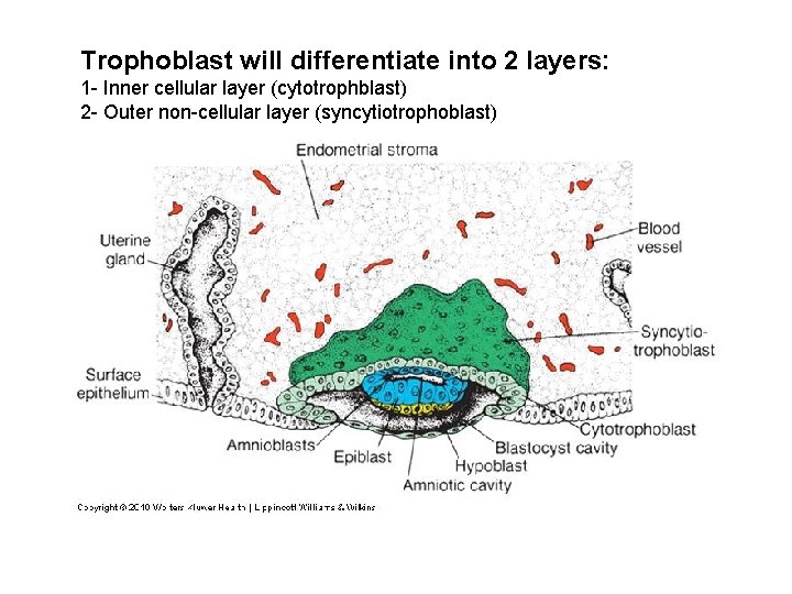 Embryology Embryology is a science which is about