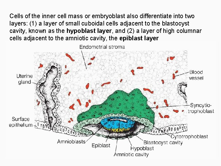 Embryology Embryology is a science which is about
