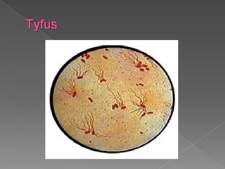 PRODOPIS Bakterie 6 ronk Popis bakterie Charakteristika jednobunn